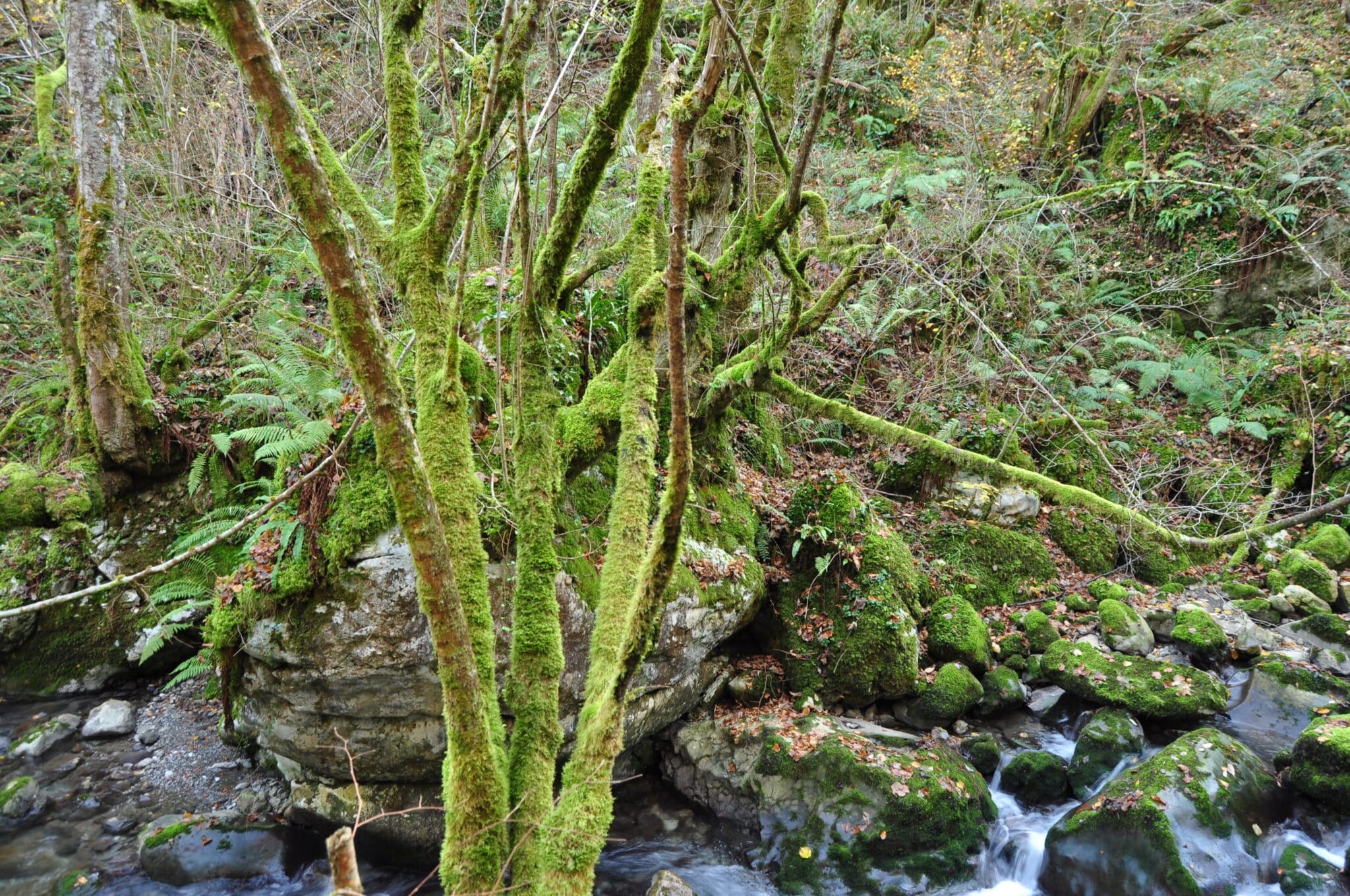 Parque natural de Ponga. 1 Santuario frágil en Asturias